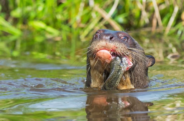 Nutria Norteña del Río → Hábitat y alimentación » nutria.top