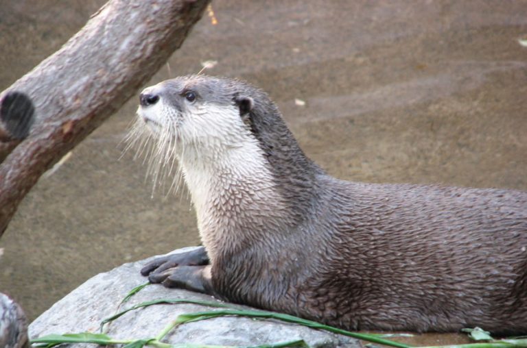 Nutria Africana → Hábitat y alimentación » nutria.top