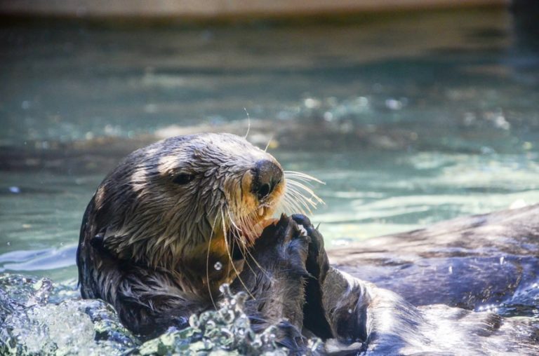 Nutria Marina → Hábitat y alimentación » nutria.top